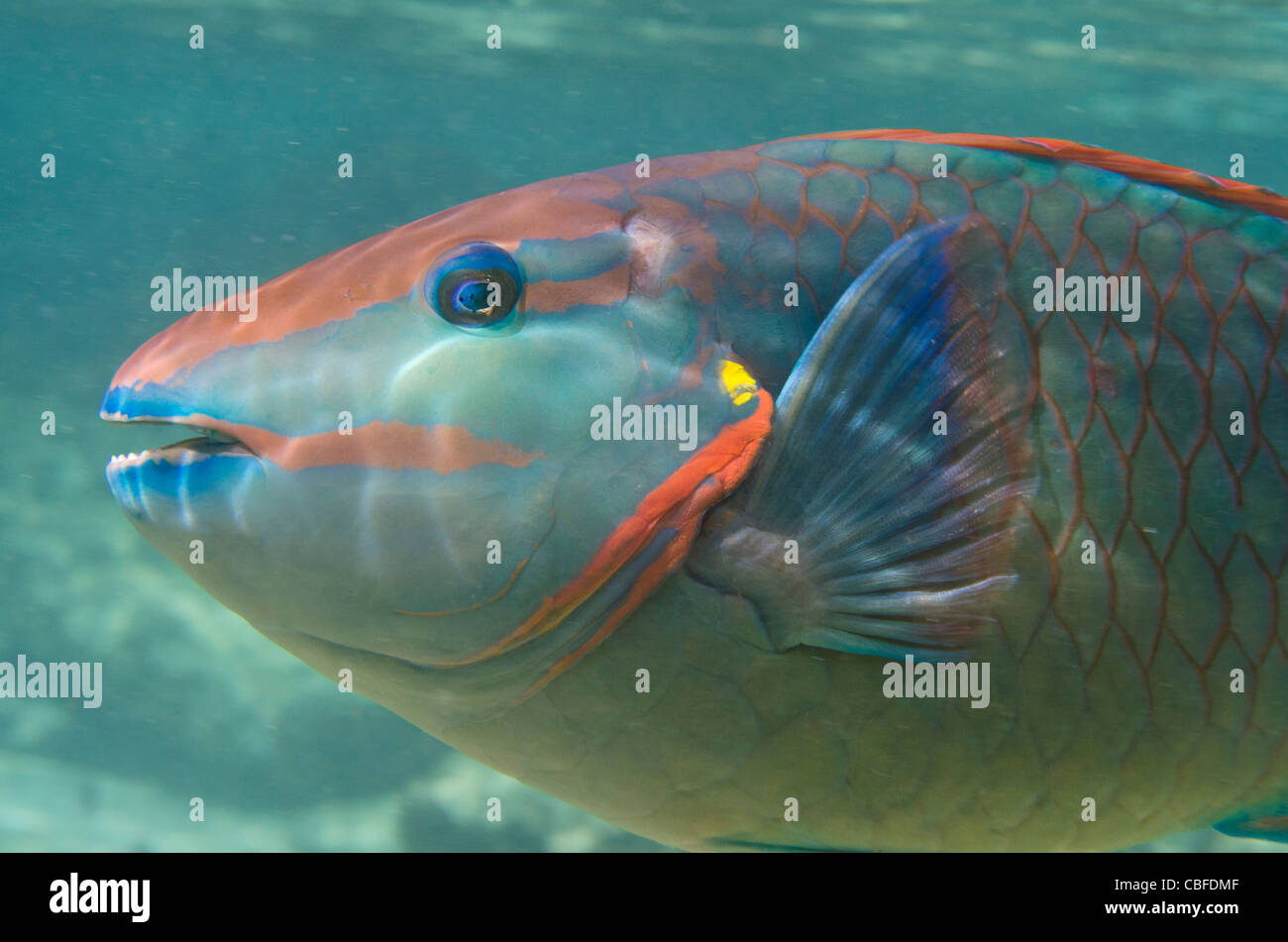 Stoplight parrotfish hi-res stock photography and images - Alamy