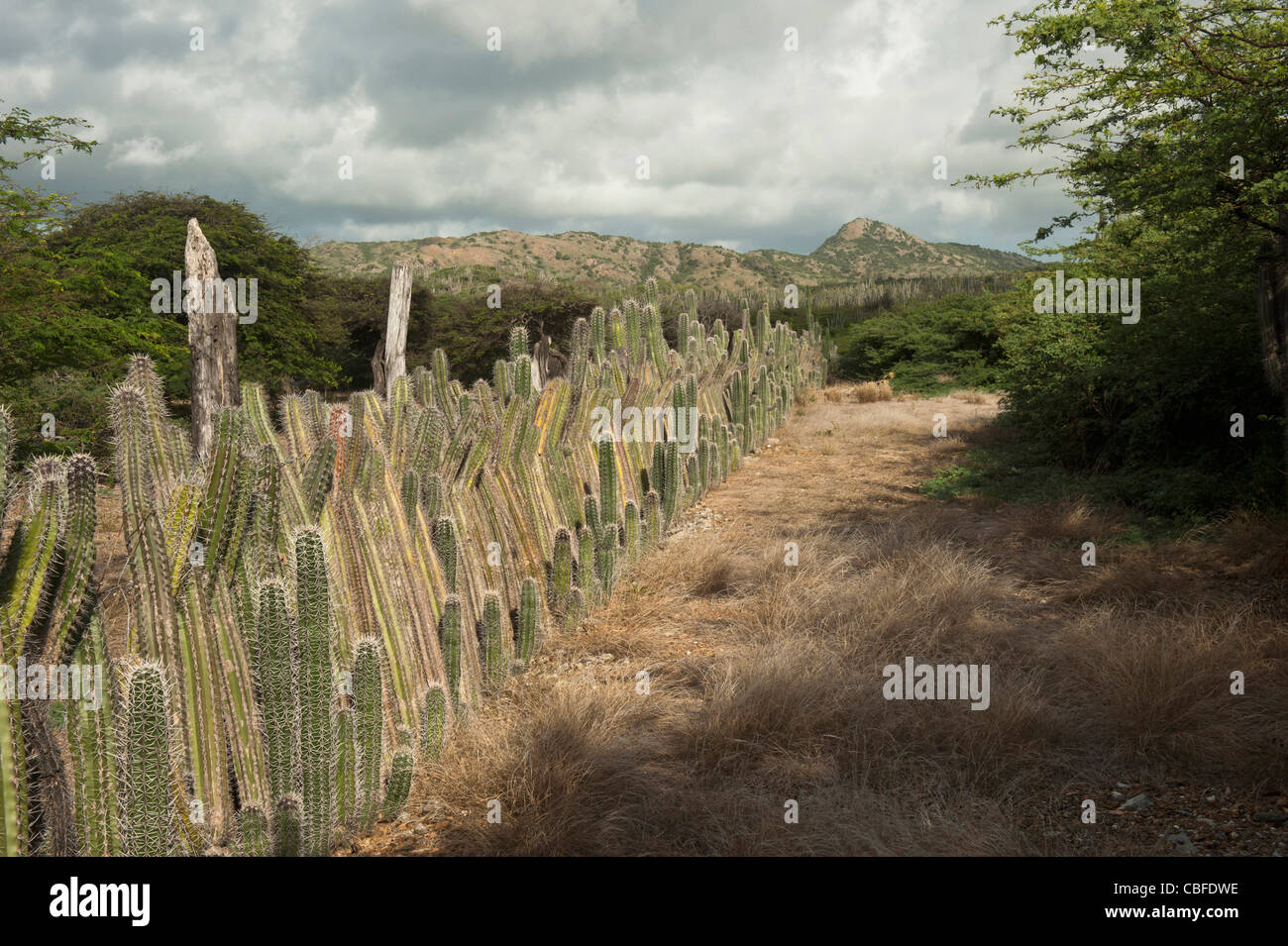 Datu Candle Cactus Fence (Ritterocereus griseus), Bonaire, Netherlands ...