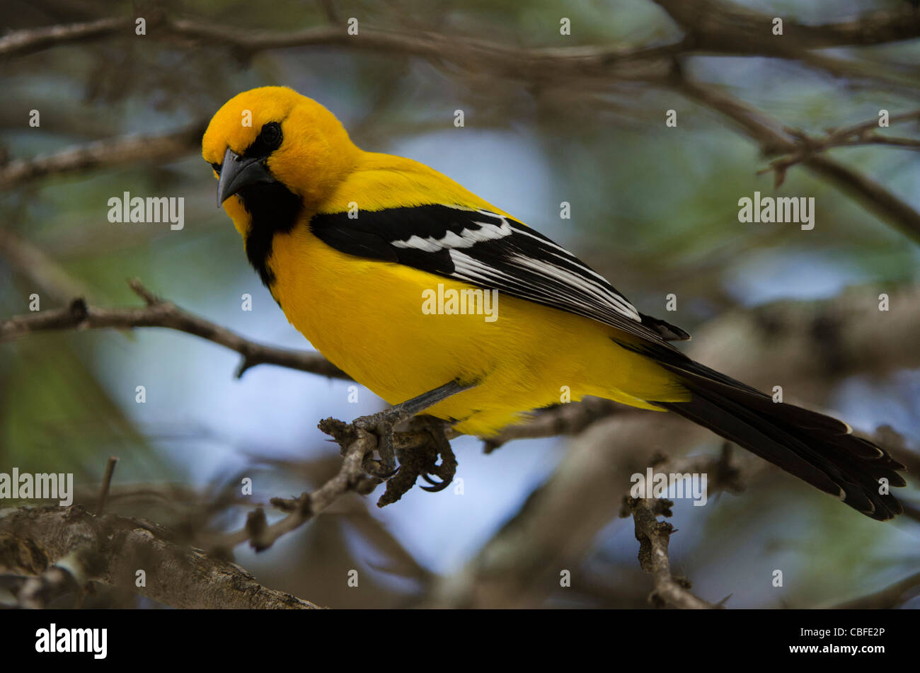 Yellow Oriole (Icterus nigrogularis), Bonaire, Netherlands Antilles ...