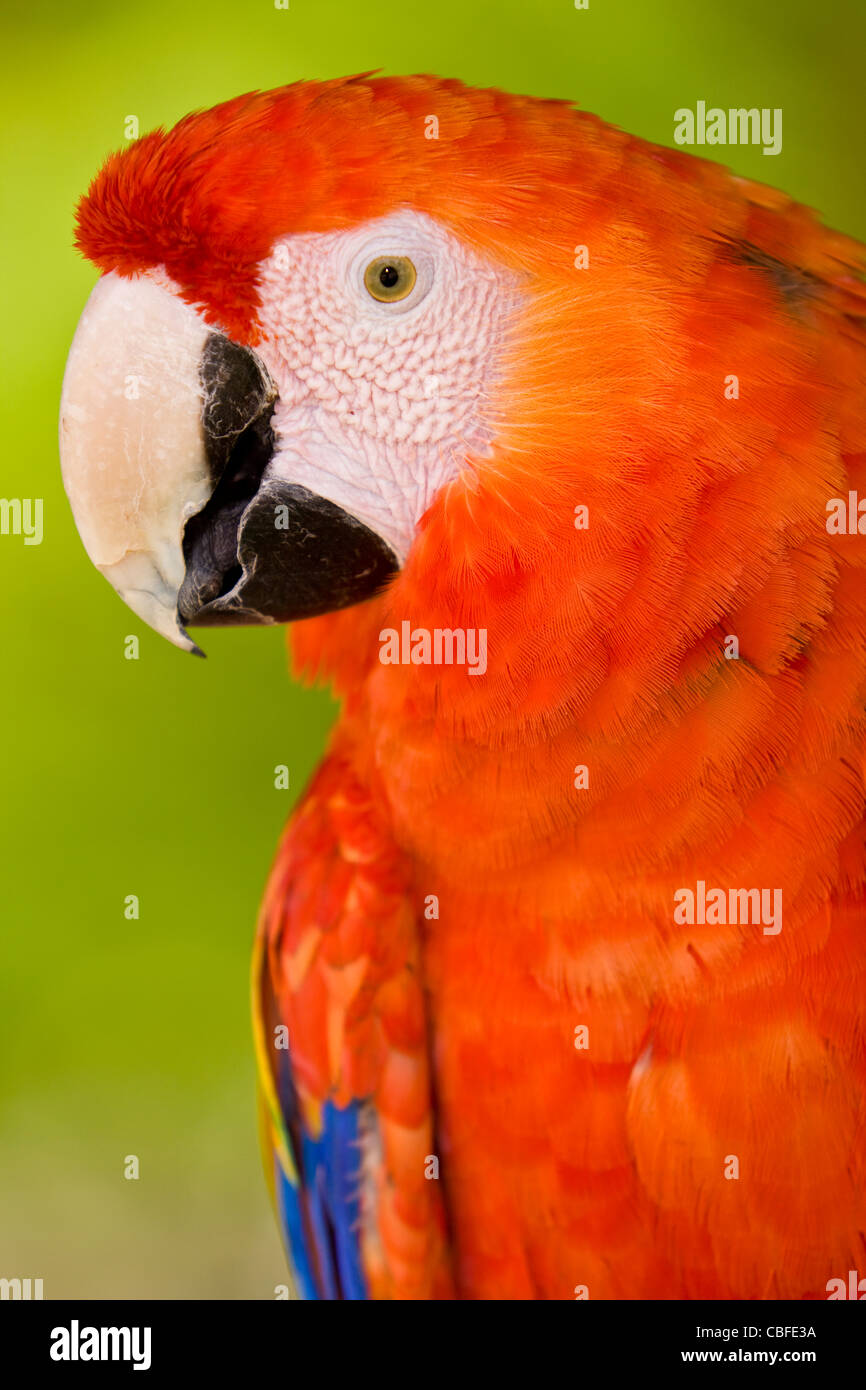Scarlet macaw ara macao parrot hi-res stock photography and images - Alamy