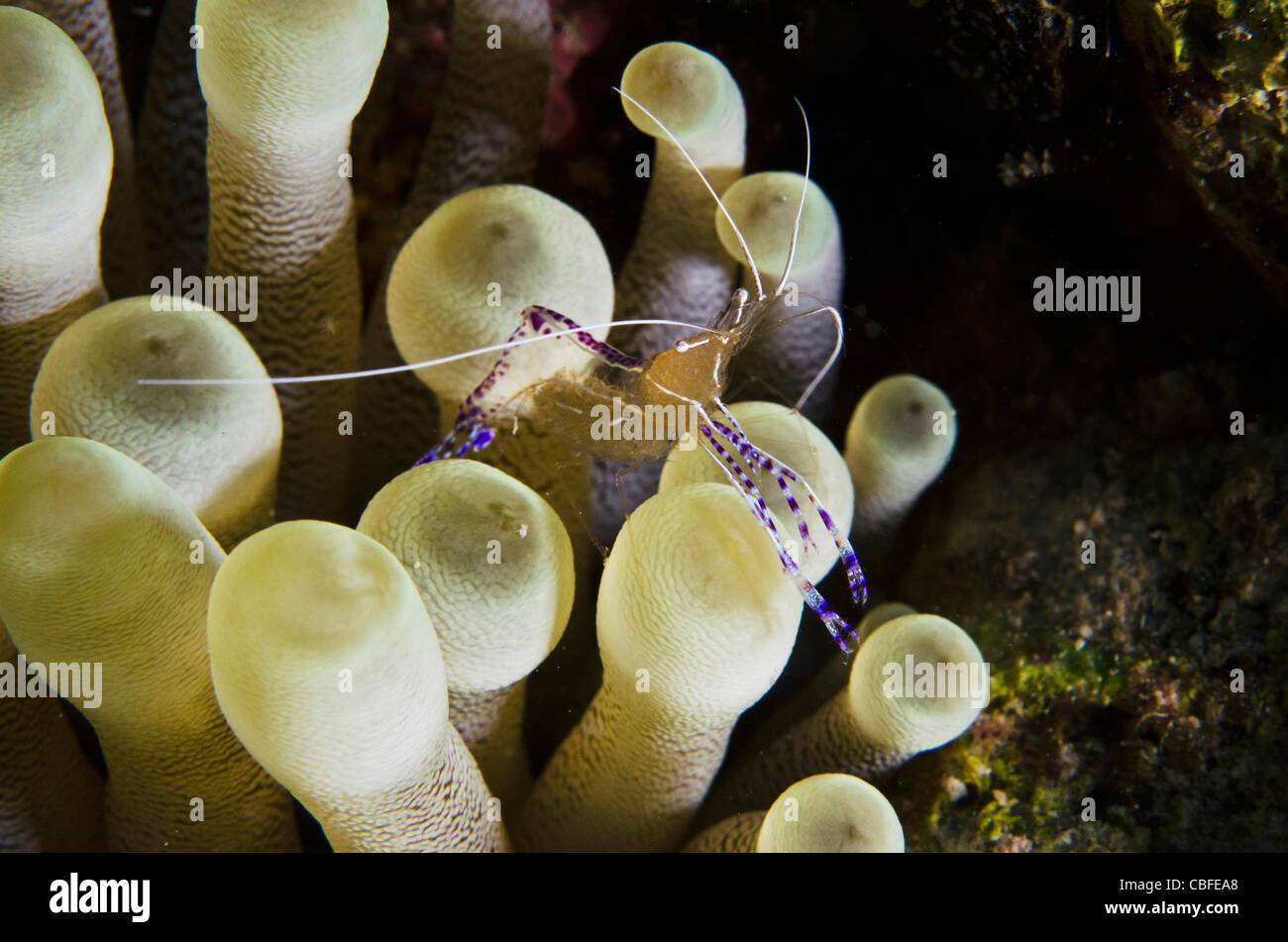 Pederson Cleaner Shrimp (Periclimenes pedersoni) on Giant Anemone ...