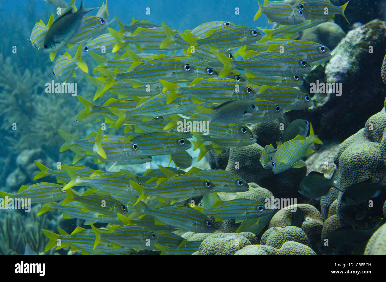 Smallmouth grunt haemulon chrysargyreum bonaire hi-res stock ...