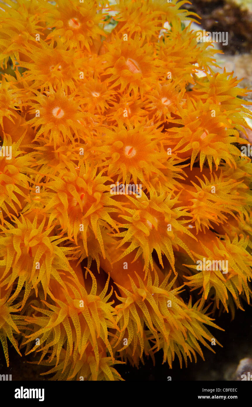 Orange Cup Coral (Tubastraea coccinea), Bonaire, Netherlands Antilles ...