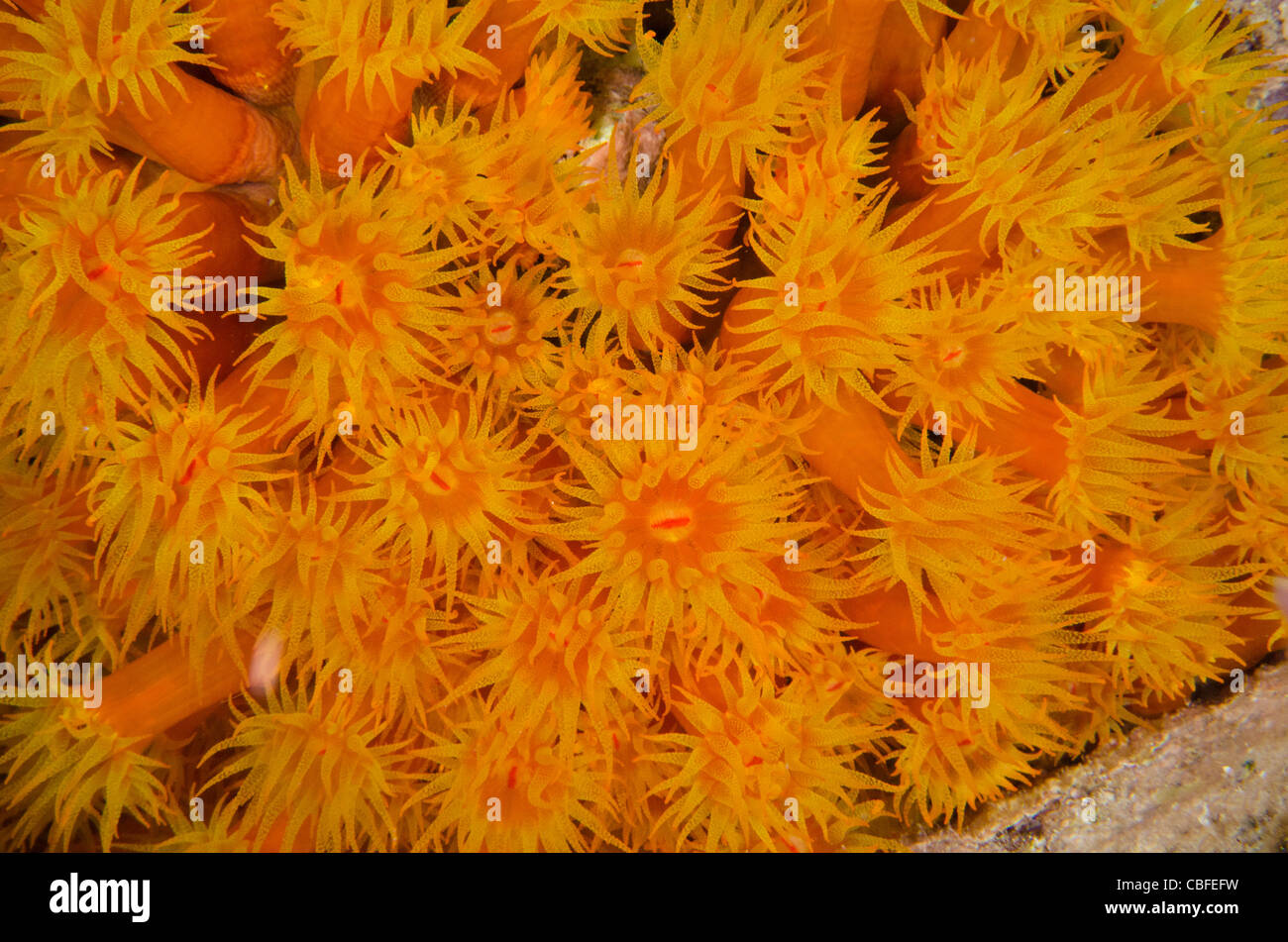 Orange Cup Coral (Tubastraea coccinea), Bonaire, Netherlands Antilles ...