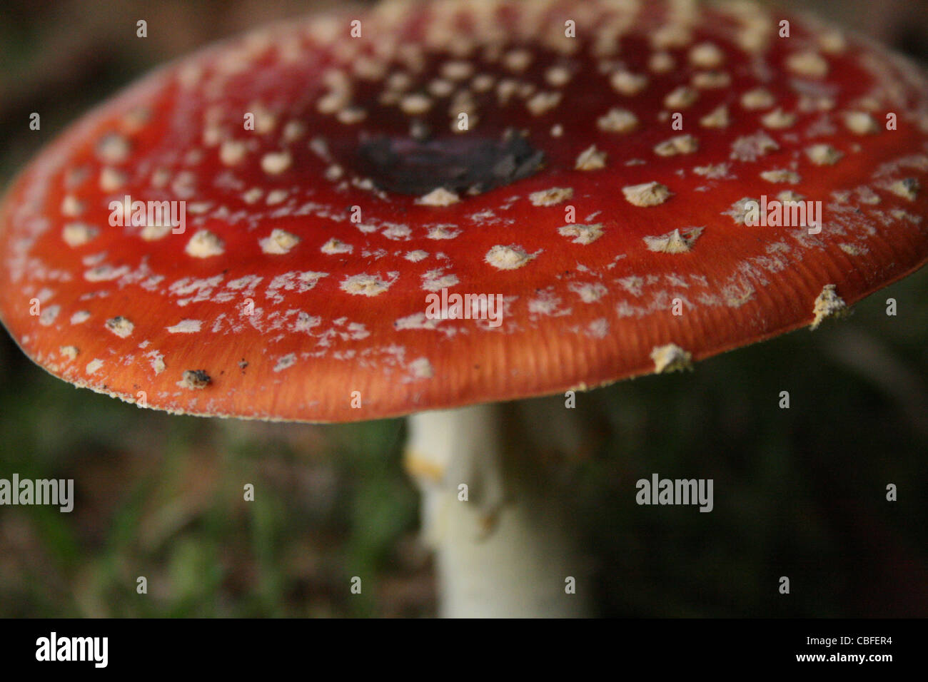 A red toadstool mushroom with a white stem and white spots Stock Photo ...