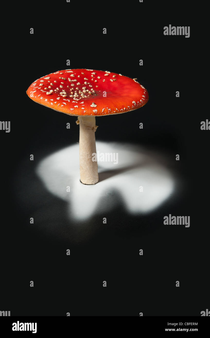 Spore dispersal from fruiting body of a toadstool mushroom over 24 hrs ...