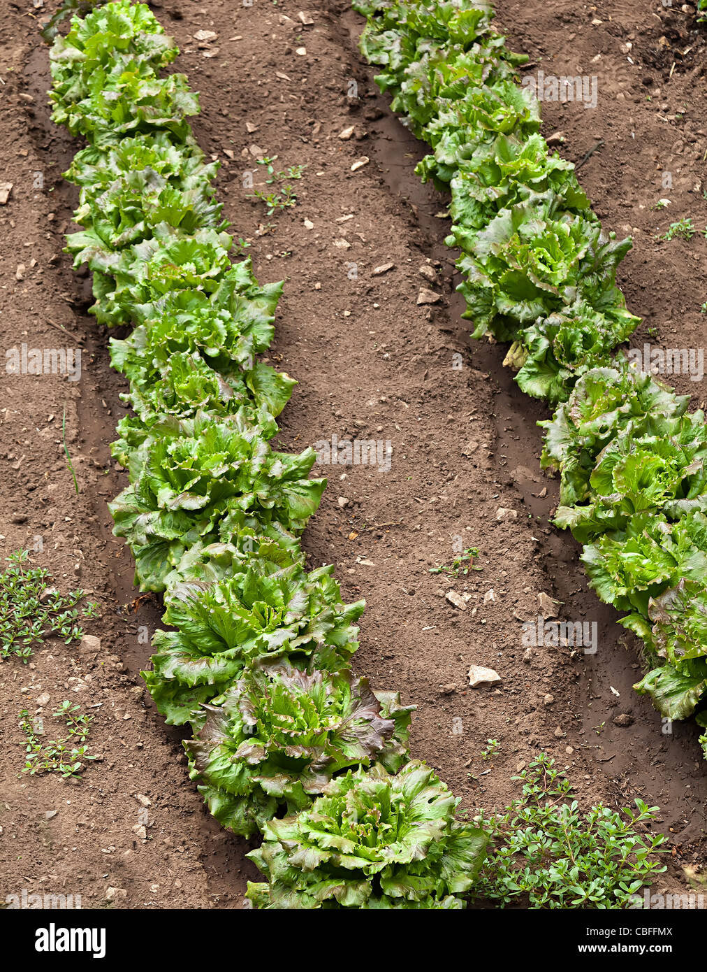 Lettuces in the garden hi-res stock photography and images - Alamy
