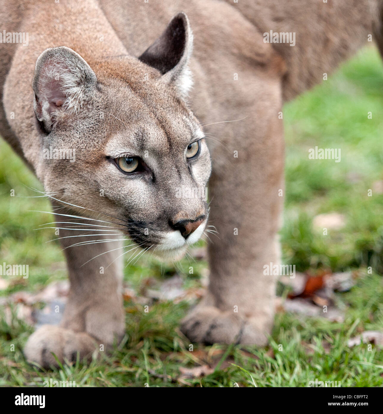 Female puma (close-up Stock Photo - Alamy