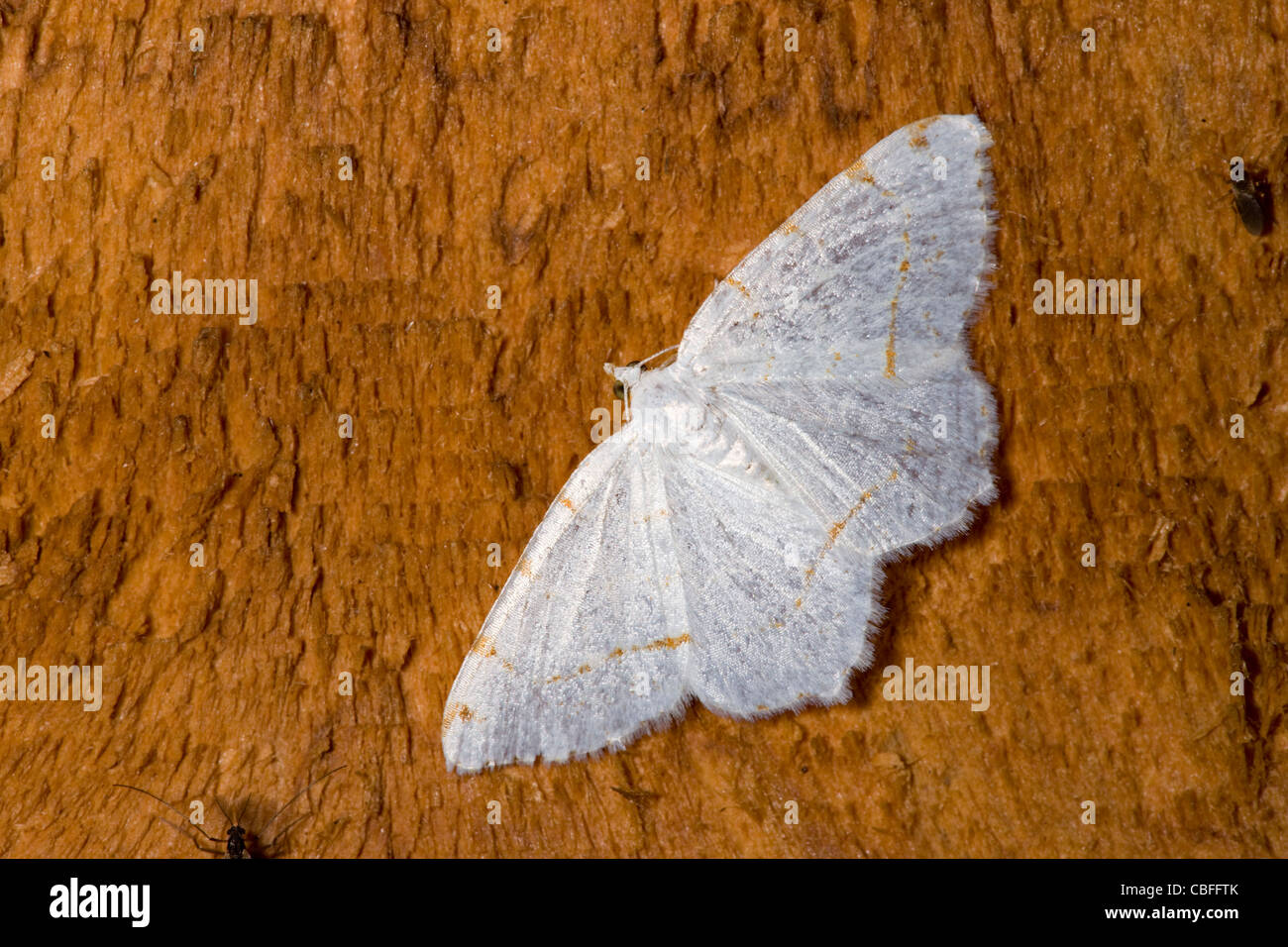 Moth on a wood wall Stock Photo - Alamy
