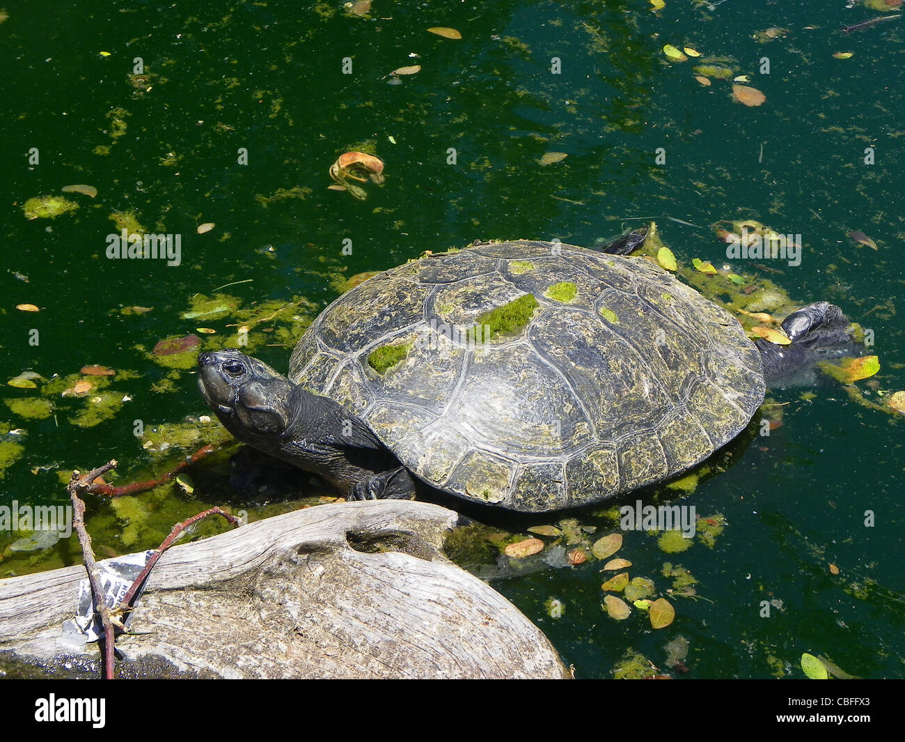 Lone leathery turtle basking in the sun Stock Photo - Alamy