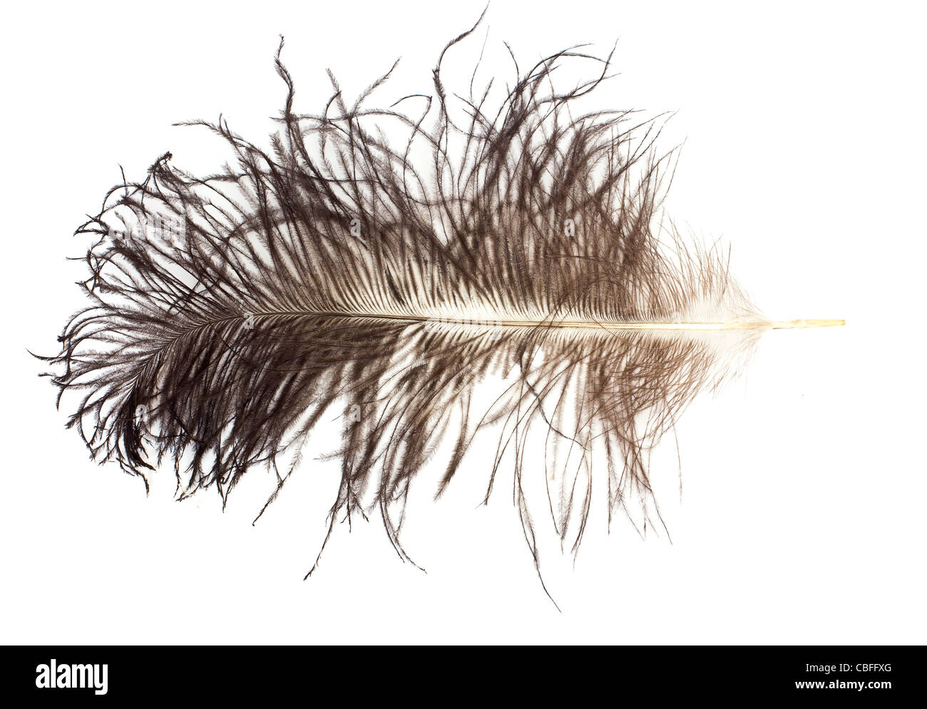 Feather backgrounds Cut Out Stock Images & Pictures - Alamy