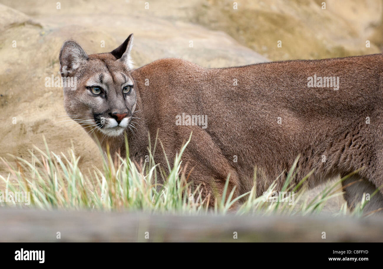 Female cougar hi-res stock photography and images - Alamy