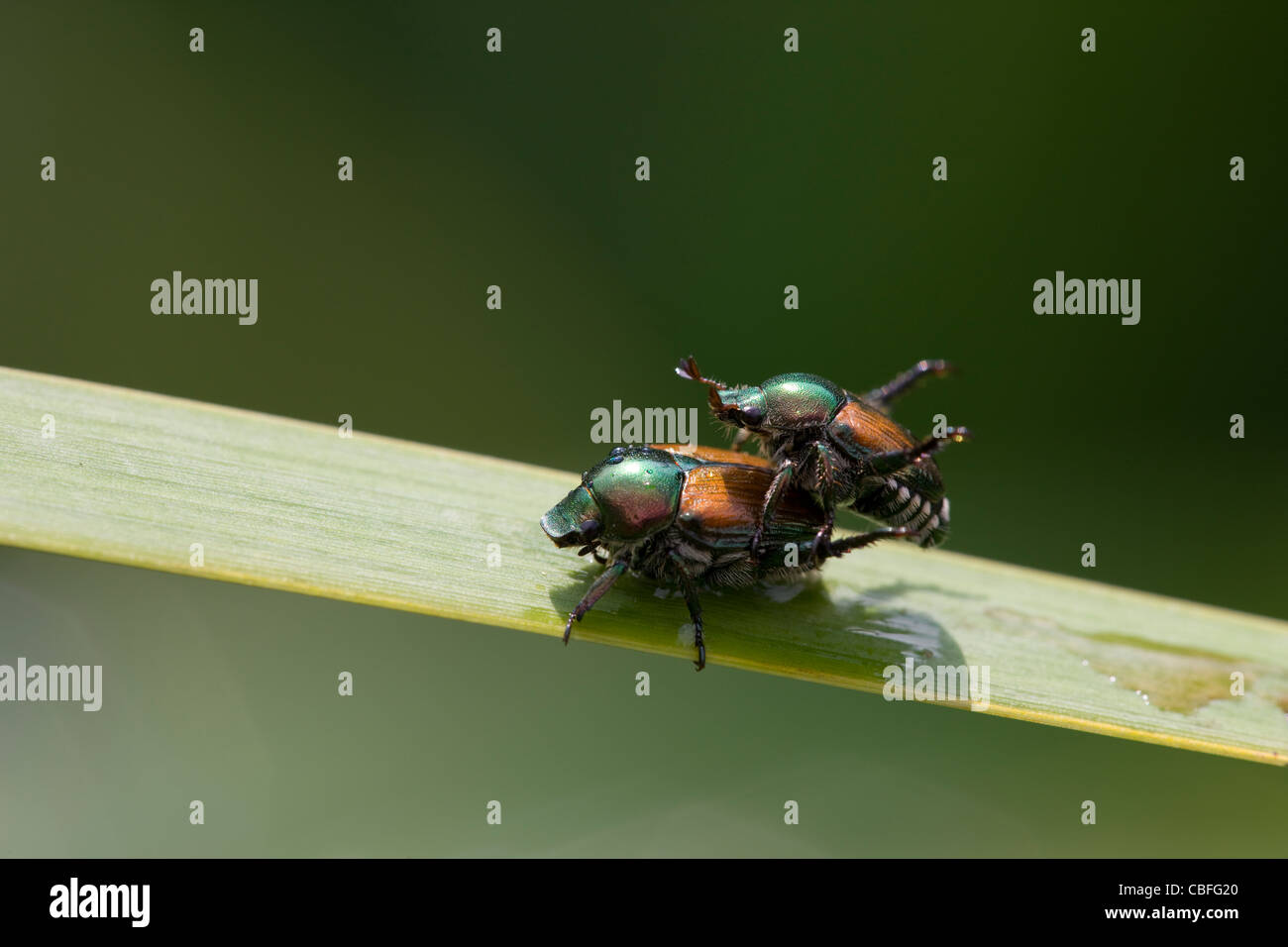 Junebug, also called May Bettle, (Phyllophaga sp.) mating on leaf Stock ...