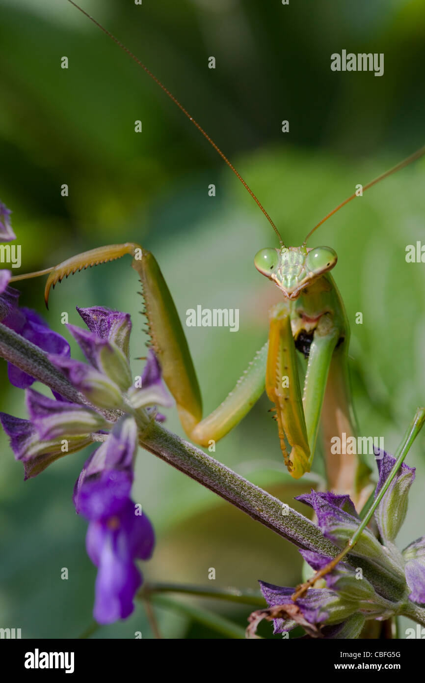 Chinese praying mantis hi-res stock photography and images - Alamy