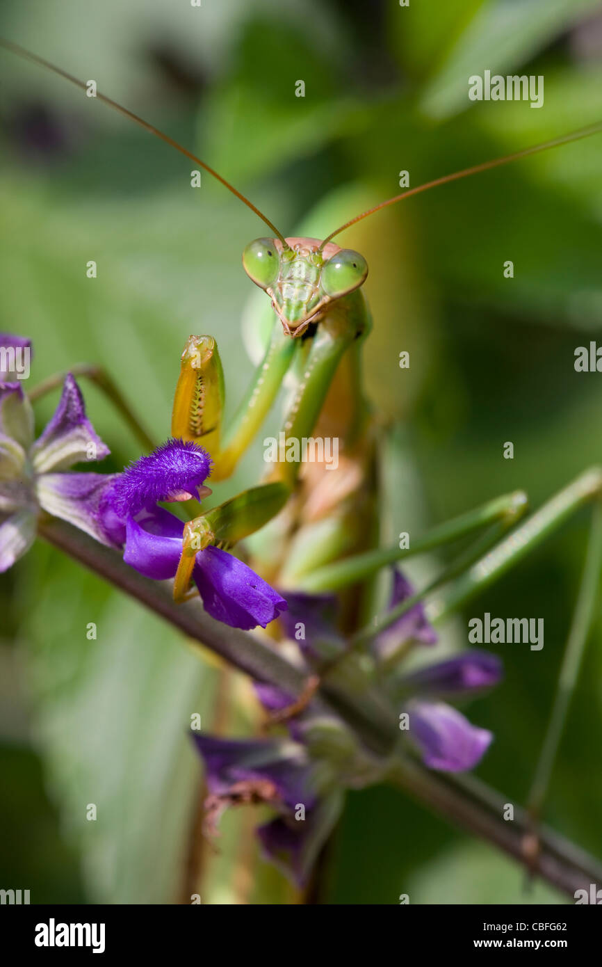 Praying Mantis, Chinese Mantis (Tenodera aridifolia sinensis) on purple ...