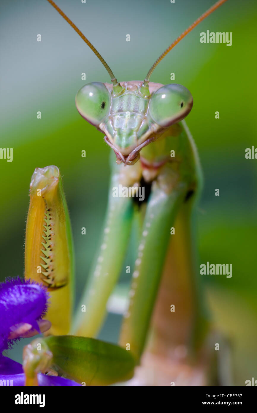 Praying Mantis, Chinese Mantis (Tenodera aridifolia sinensis) on purple ...