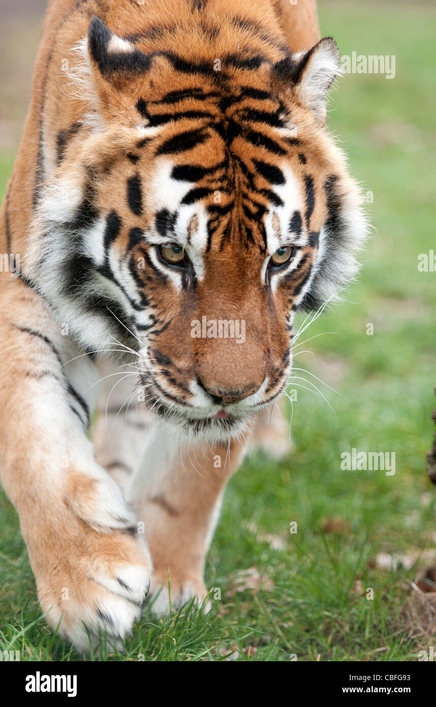 Tiger walking towards camera hi-res stock photography and images - Alamy