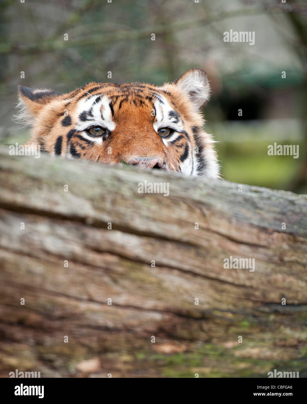 Female bengal tiger hi-res stock photography and images - Alamy