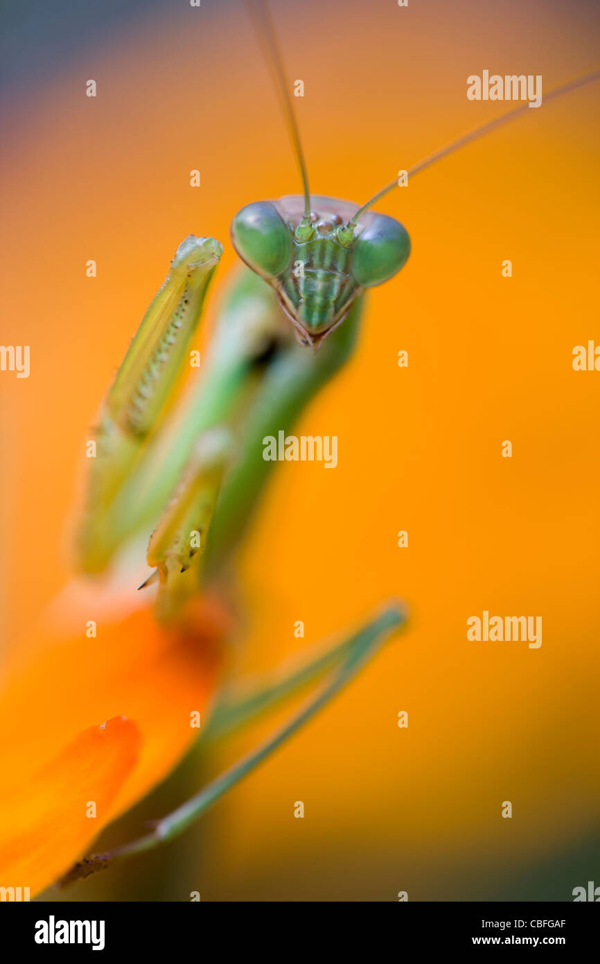 Tenodera aridifolia sinensis hi-res stock photography and images - Alamy