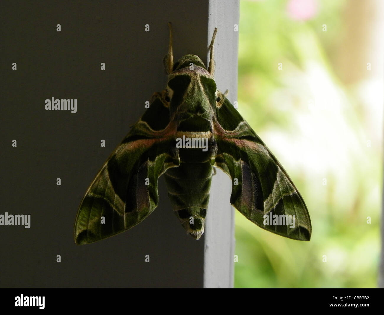 Dogs Hawk Moth resting after a long day Stock Photo - Alamy