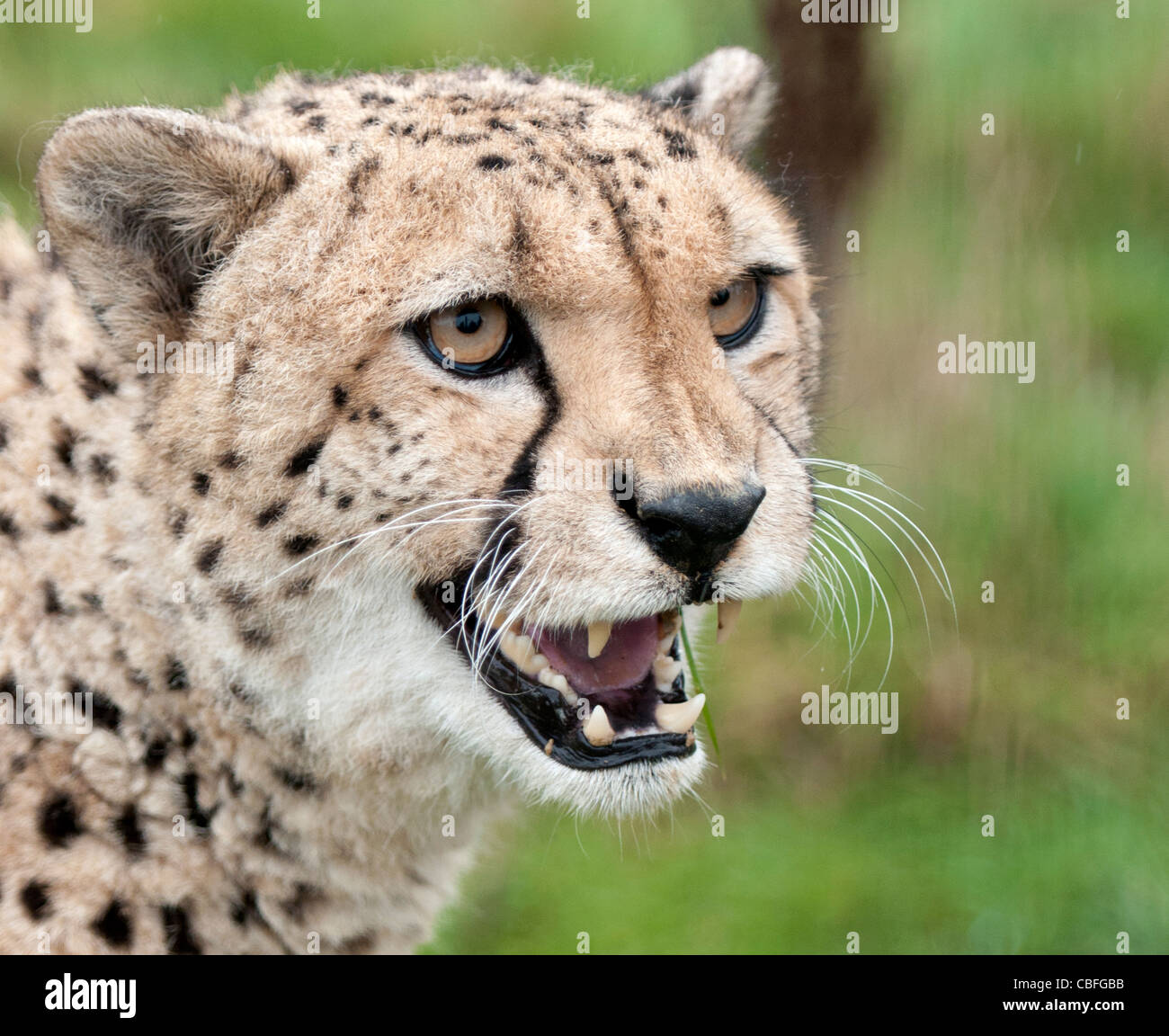 Cheetah stare hi-res stock photography and images - Alamy