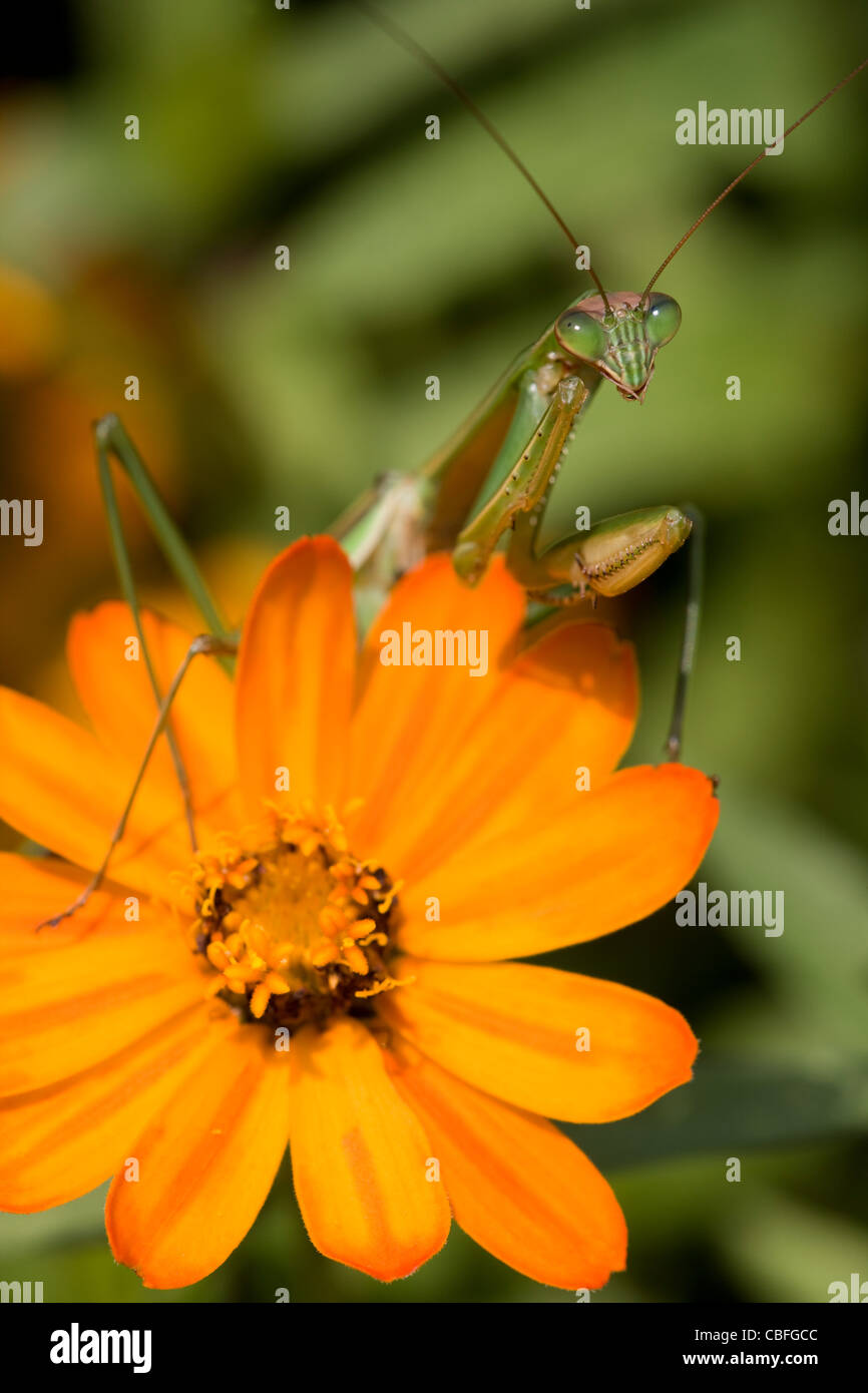 Close-up of Praying Mantis, Chinese Mantis (Tenodera aridifolia ...
