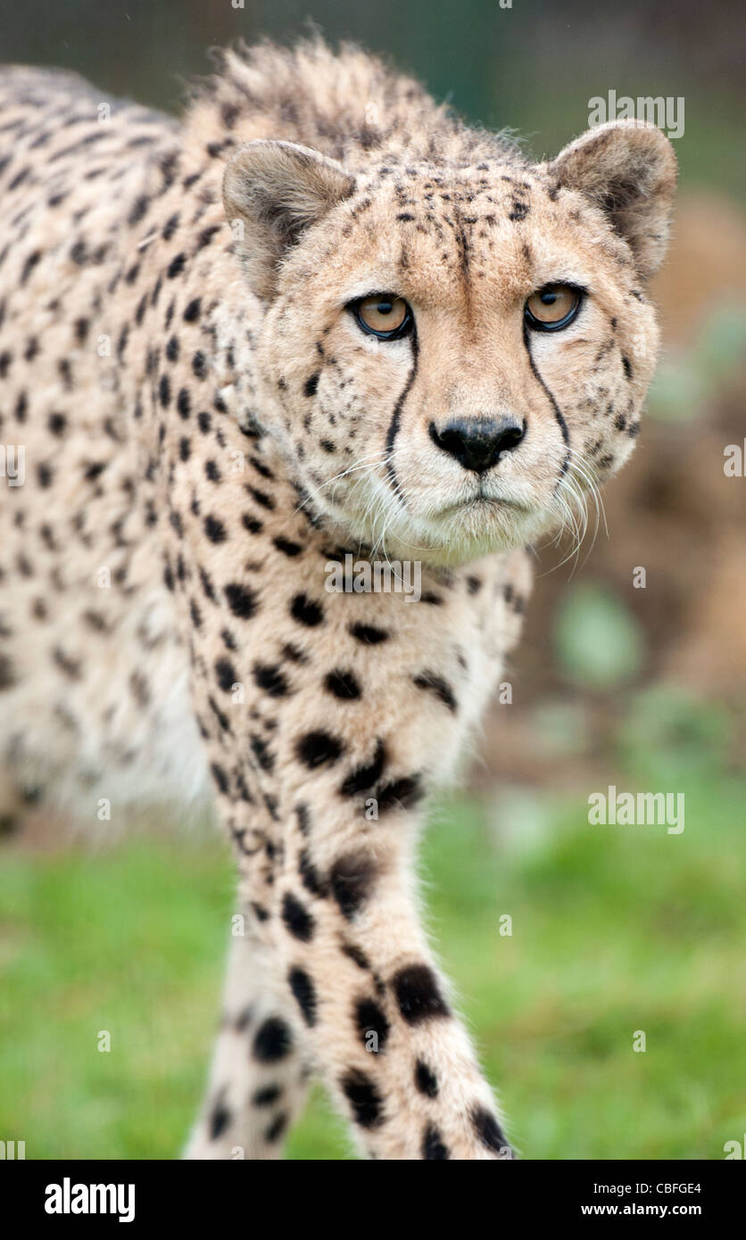 Male cheetah looking towards camera Stock Photo - Alamy