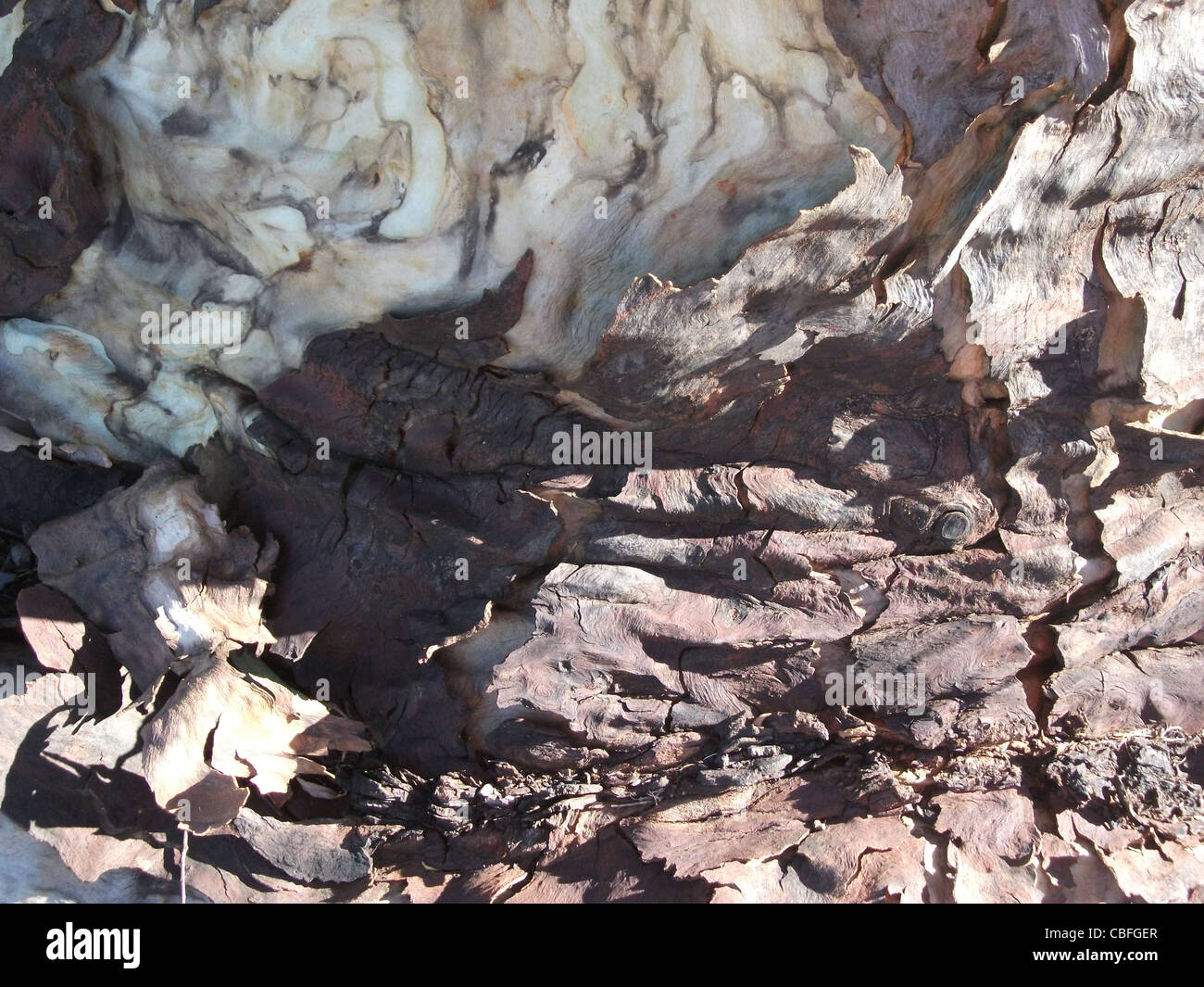 Life captured in a tree Stock Photo - Alamy