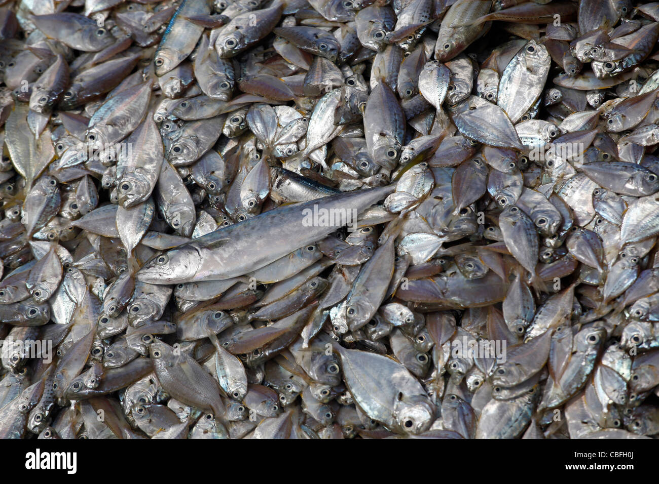 Silver fish hi-res stock photography and images - Alamy