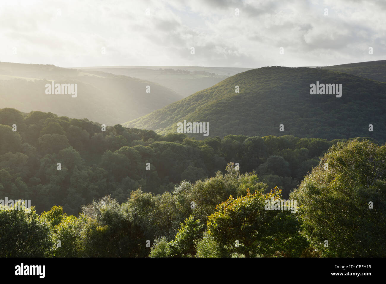 Horner Wood. Exmoor National Park. Somerset. England. UK Stock Photo ...