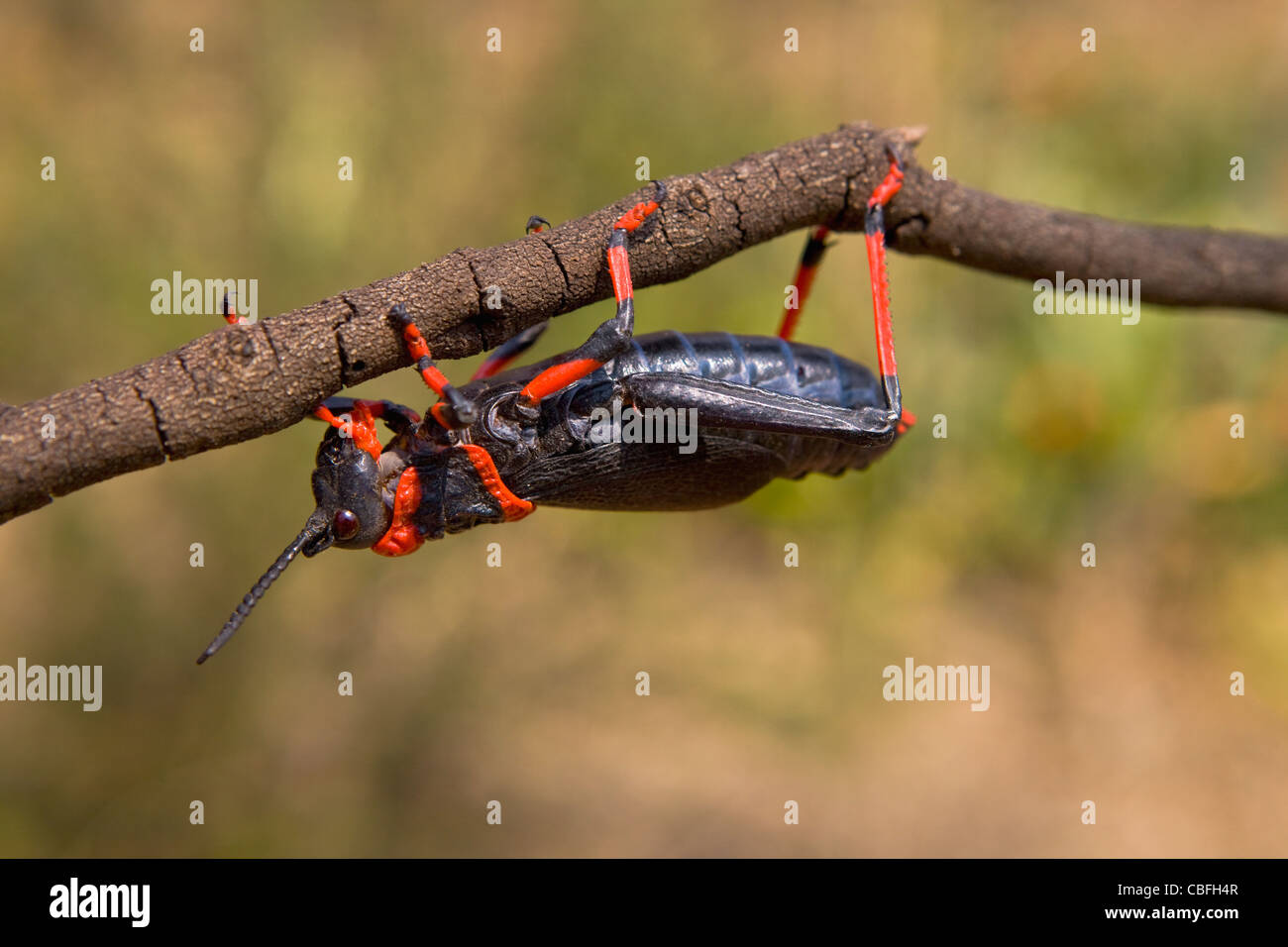 Foam grasshopper hi-res stock photography and images - Alamy