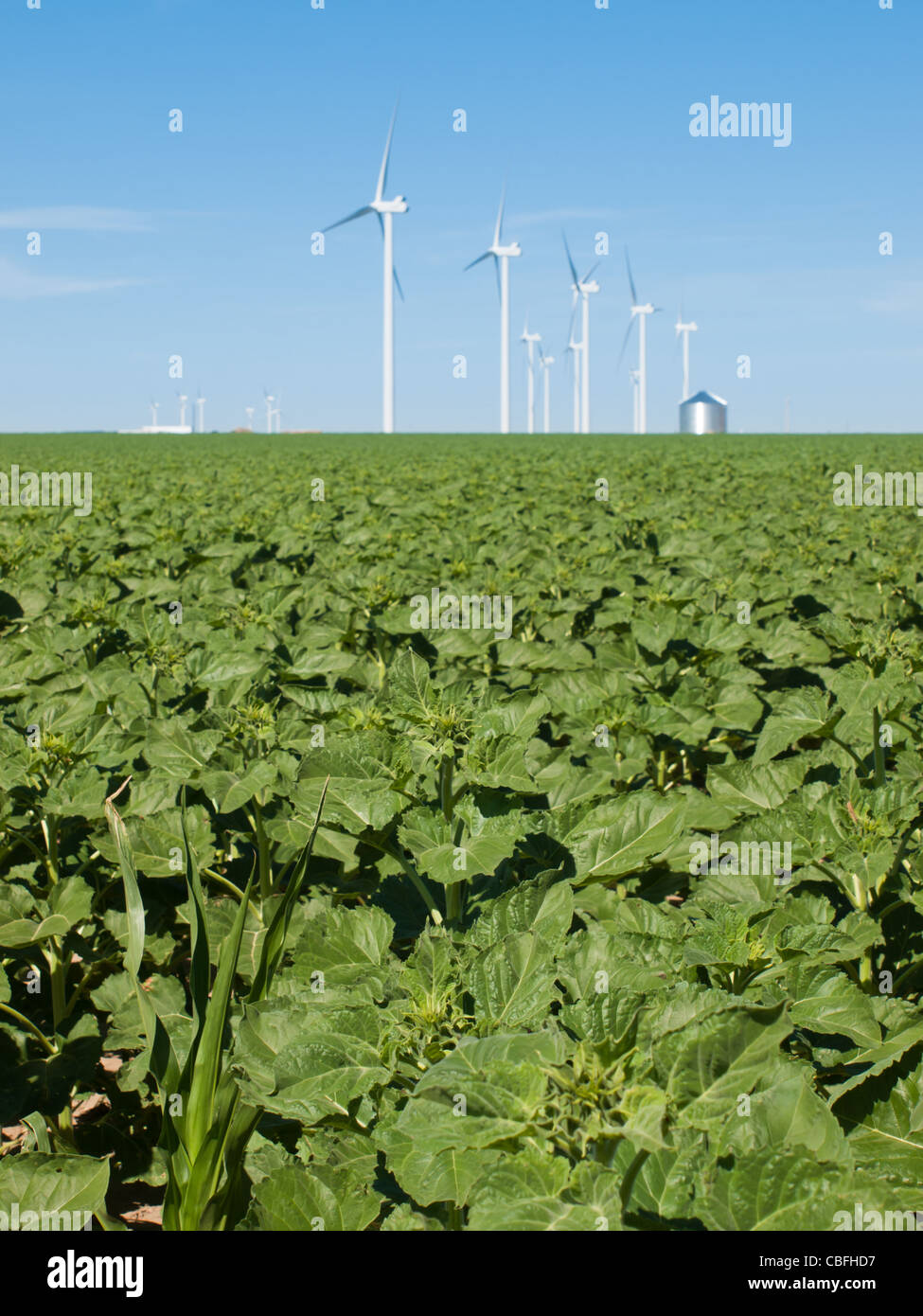 Wind turbines farm in Eastern Colorado Stock Photo - Alamy