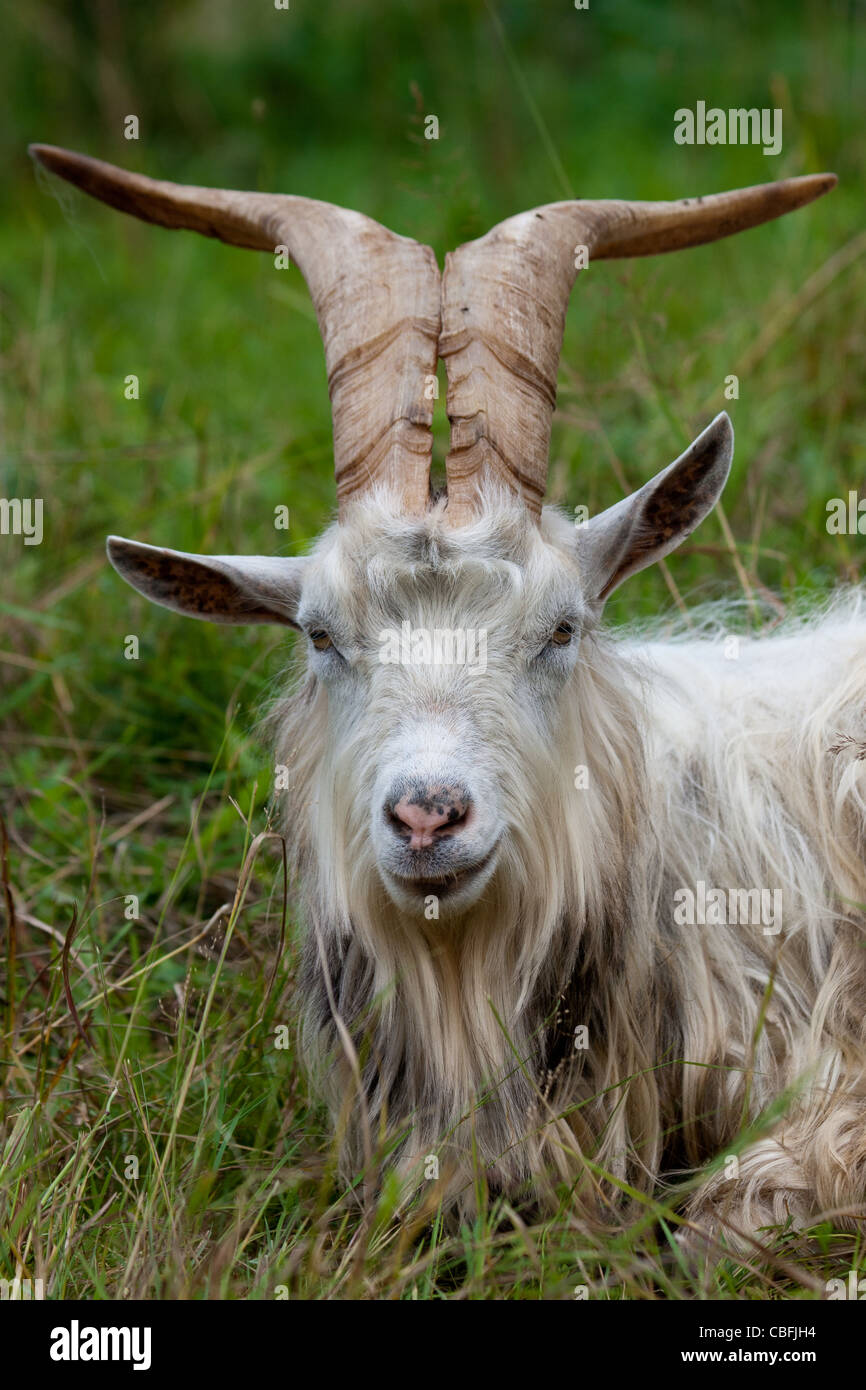 Goat big horns in hi-res stock photography and images - Alamy