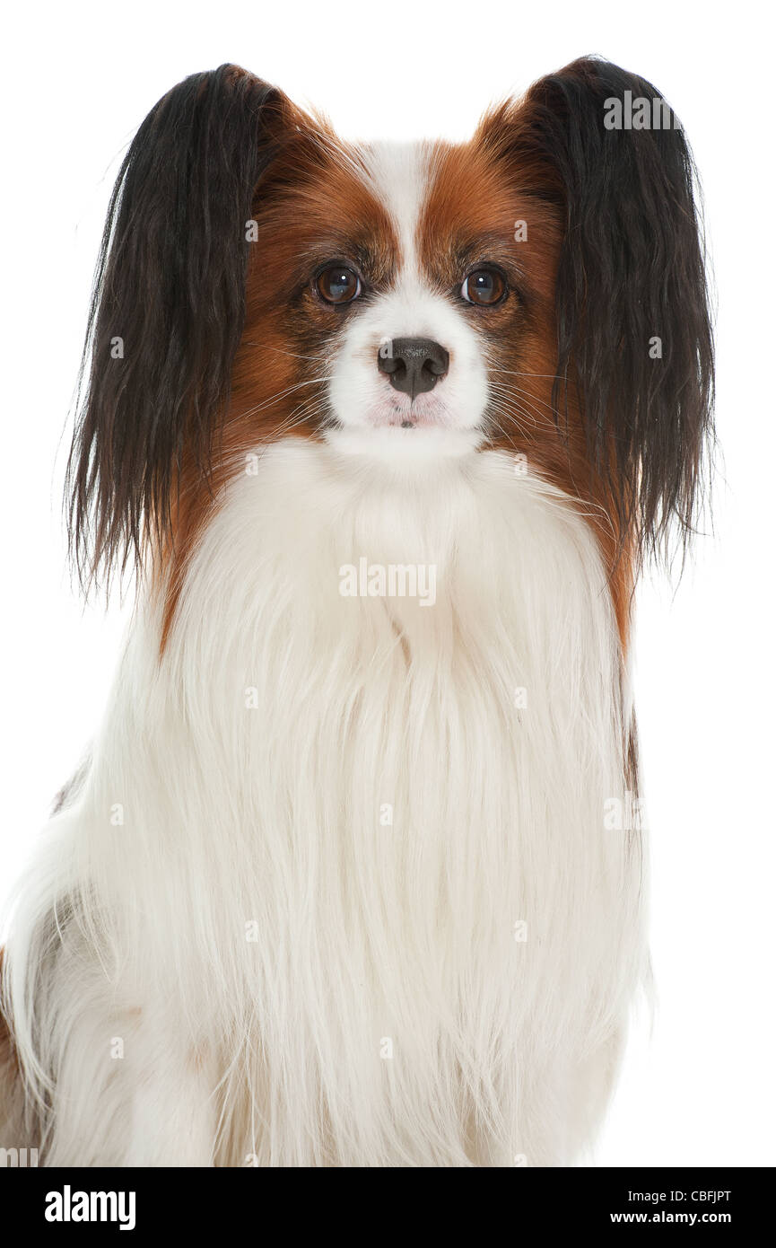a cute little dog of the papillion breed Stock Photo - Alamy