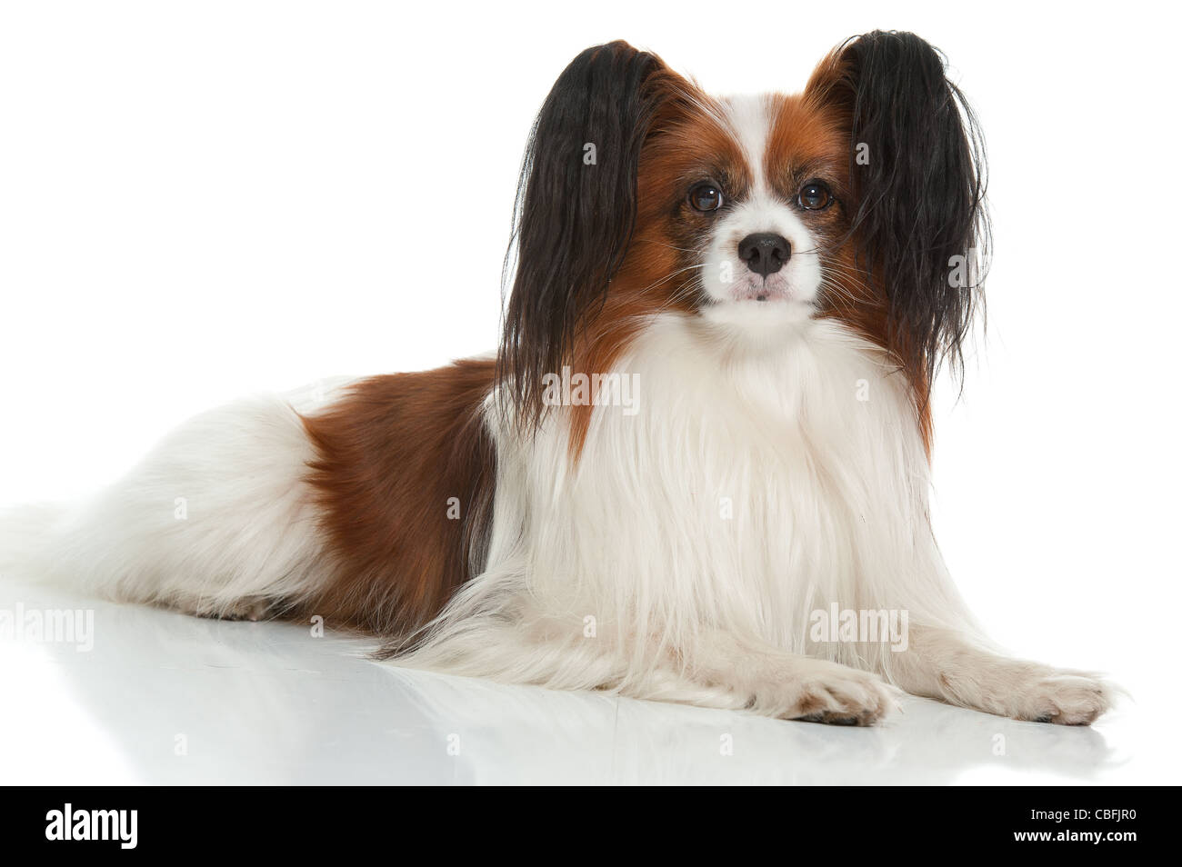 a cute little dog of the papillion breed Stock Photo - Alamy