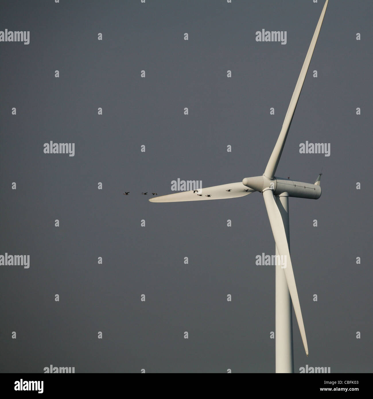 Denmark, wind turbine. birds Stock Photo - Alamy