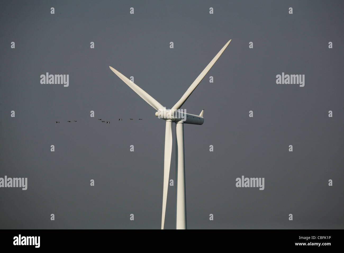Denmark, wind turbine. birds Stock Photo - Alamy