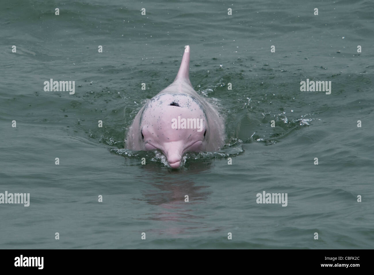 Indo-Pacific Humpback Dolphin (Sousa chinensis), surfacing. Hong Kong ...