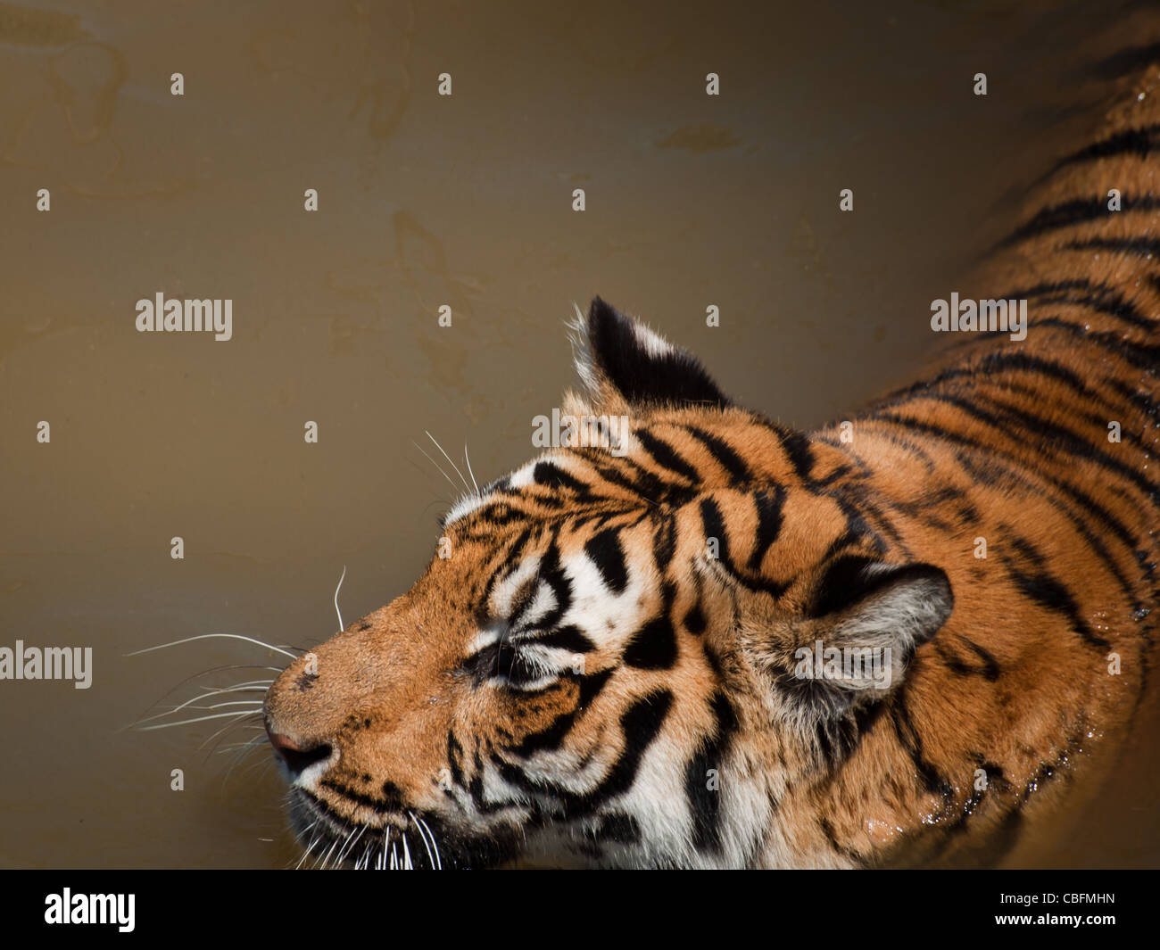 Close up of tiger in captivity Stock Photo - Alamy