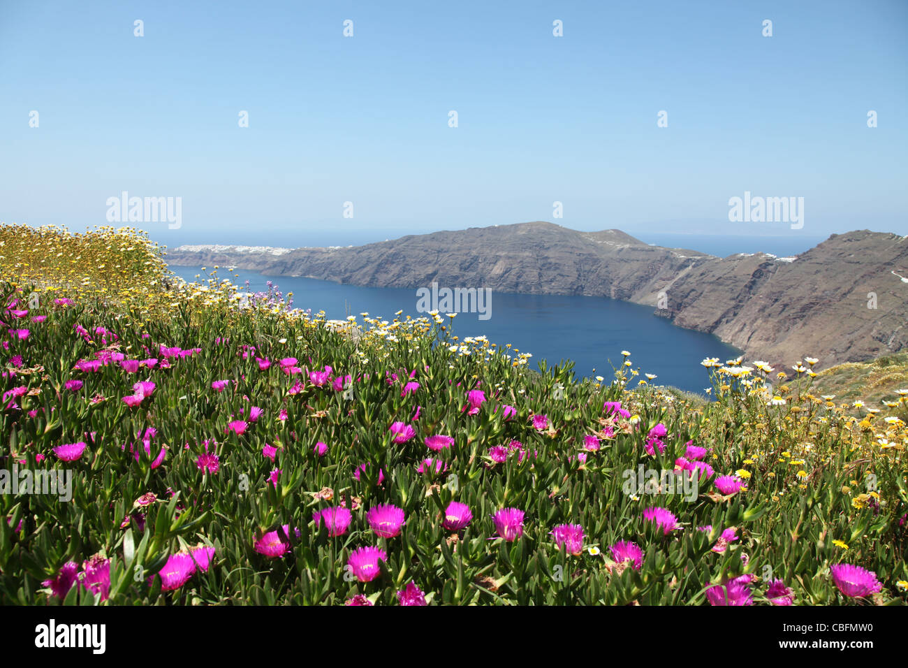 Flowers in Greece during spring Stock Photo - Alamy