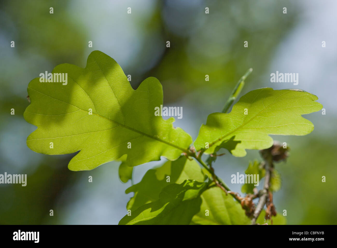 Oak Leaves (Quercus robur). Foliage on a tree, May. Undersides ...