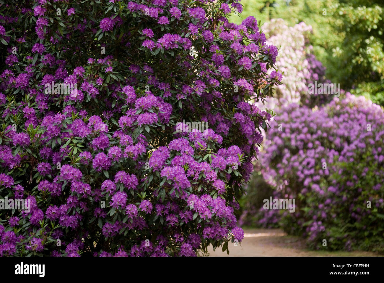 Rhododendrons in flower (Rhododendron pontium). Wild form. Originally ...