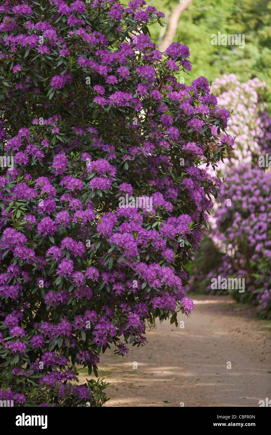 Rhododendrons in flower (Rhododendron pontium). Wild form. Originally ...