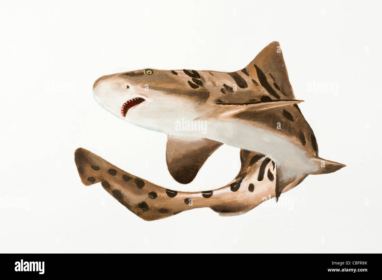 Zebra Shark, Stegostoma fasciatum Stegostomatidae Stock Photo - Alamy