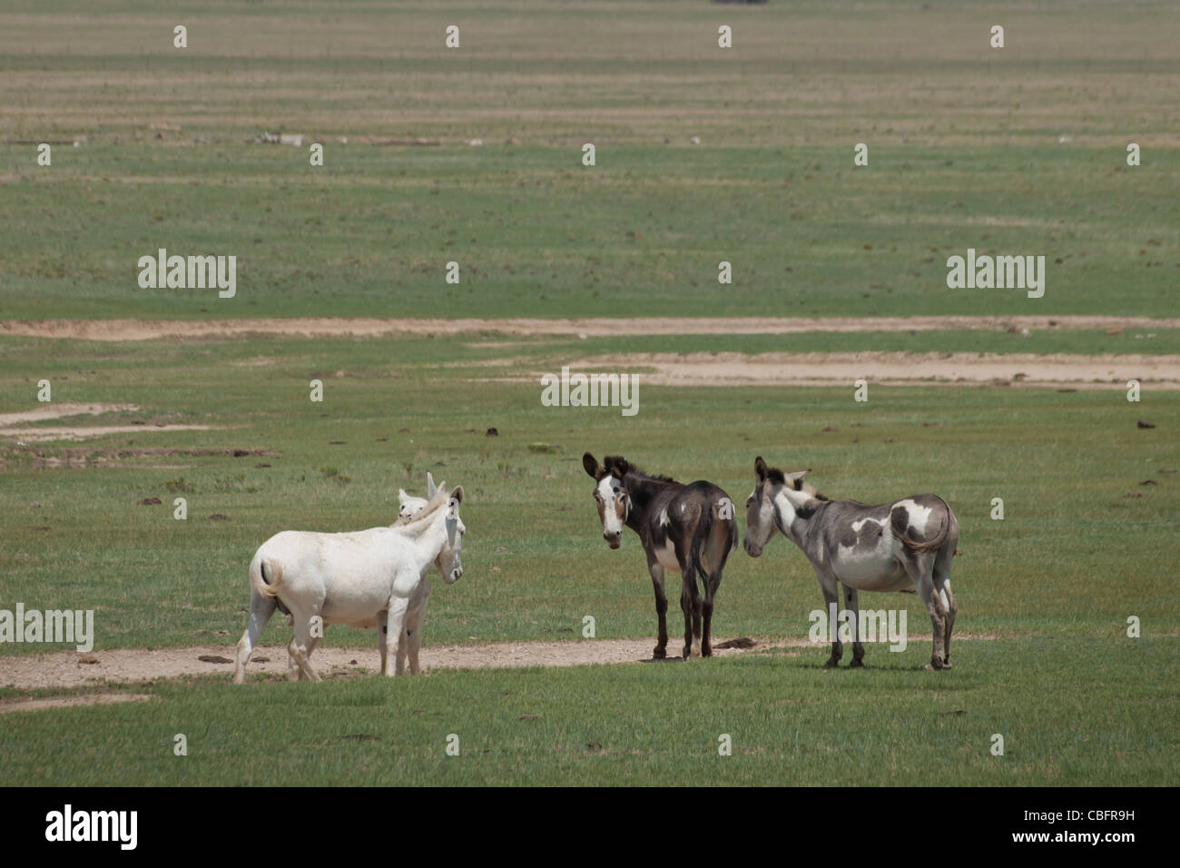 Wild donkey near the Spinney Reservoir, Colorado Stock Photo - Alamy
