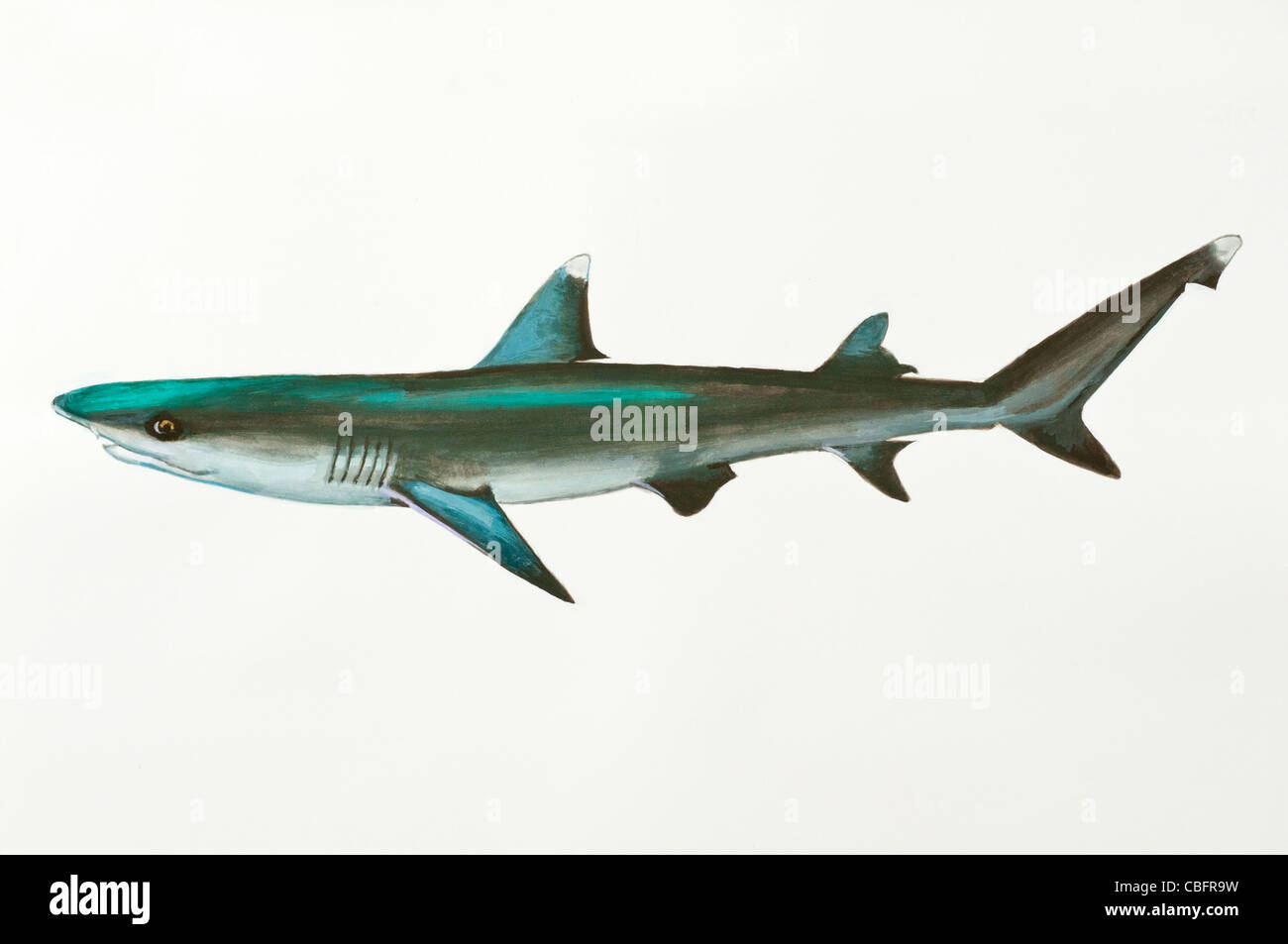 Carcharhinidae sharks roberto nistri hi-res stock photography and ...