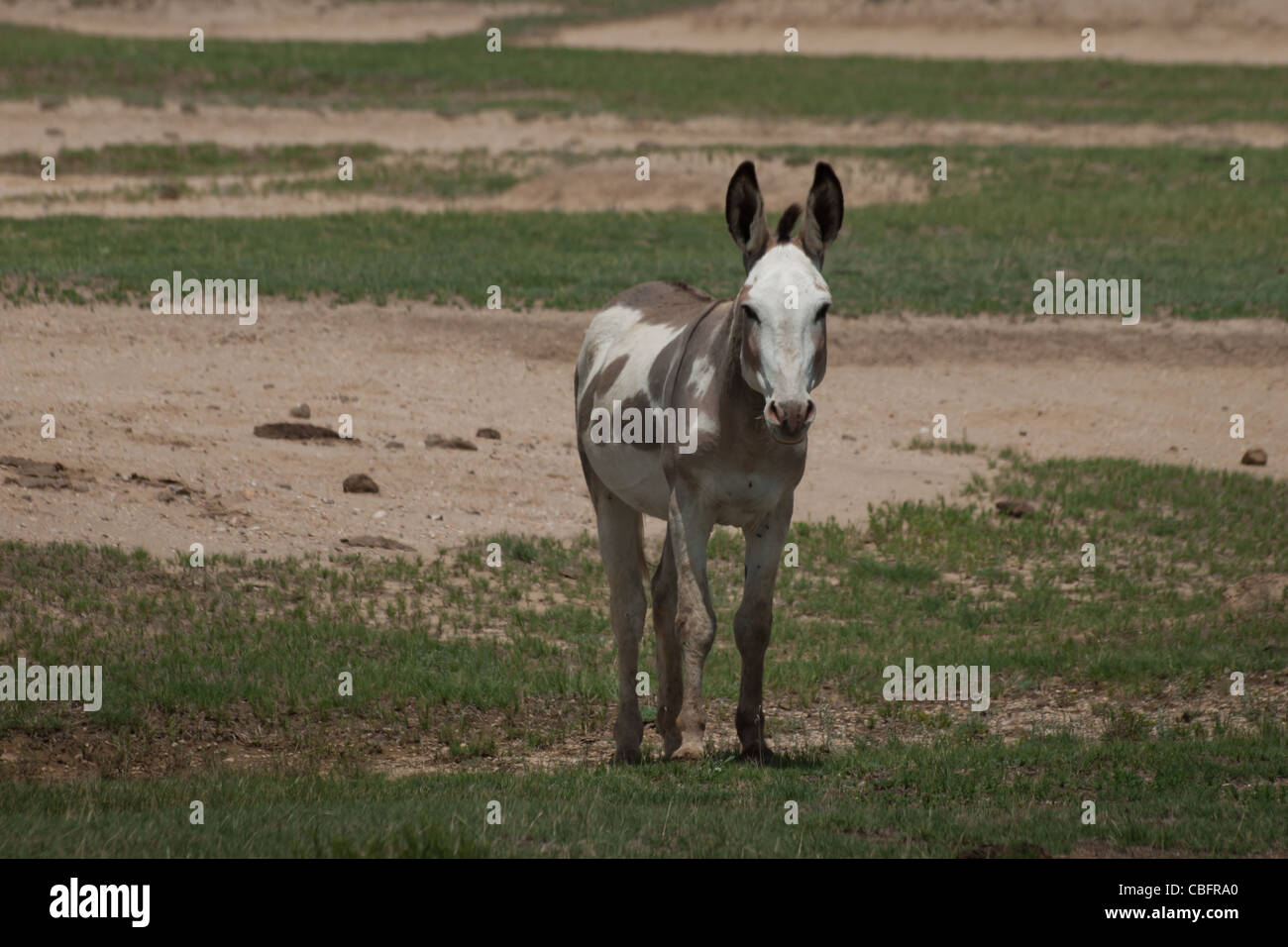Wild donkey near the Spinney Reservoir, Colorado Stock Photo - Alamy