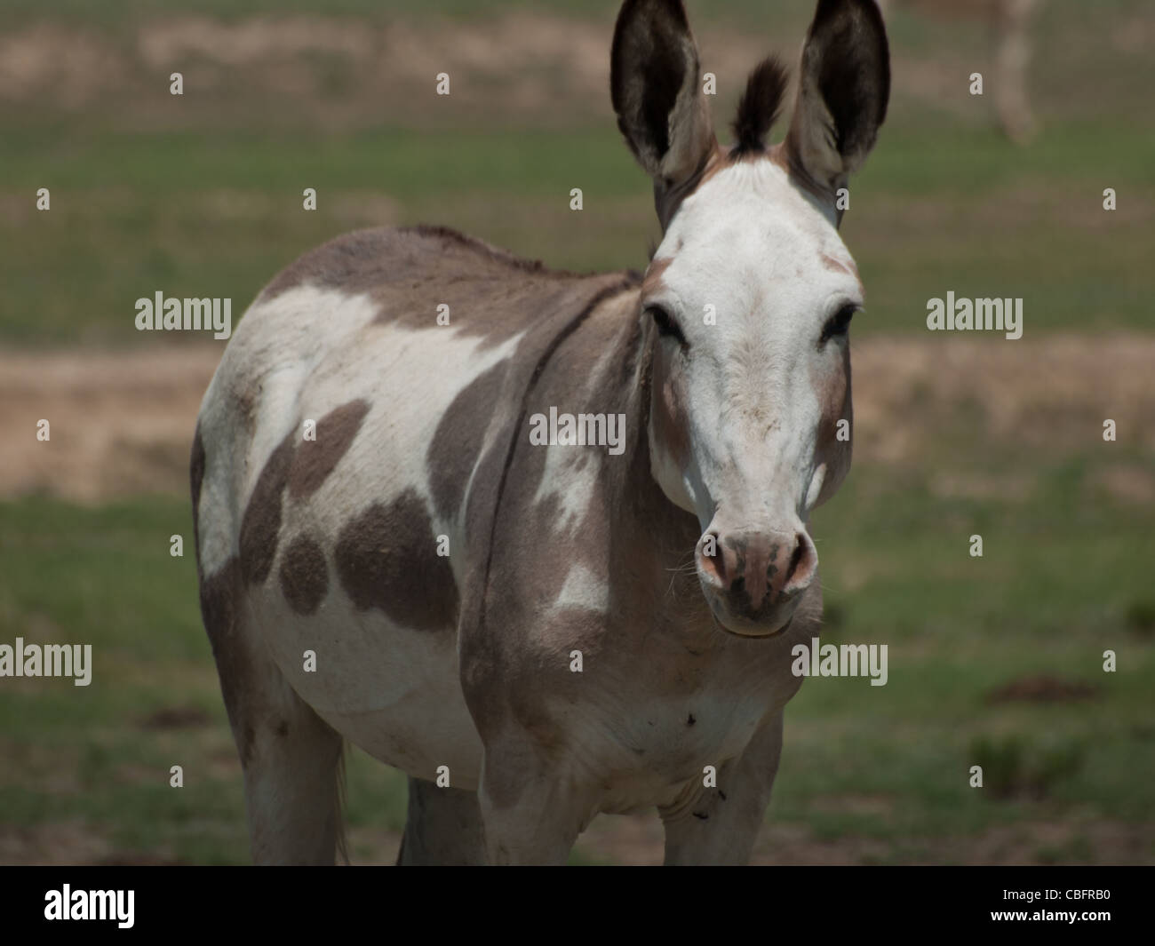 Wild donkey near the Spinney Reservoir, Colorado Stock Photo - Alamy