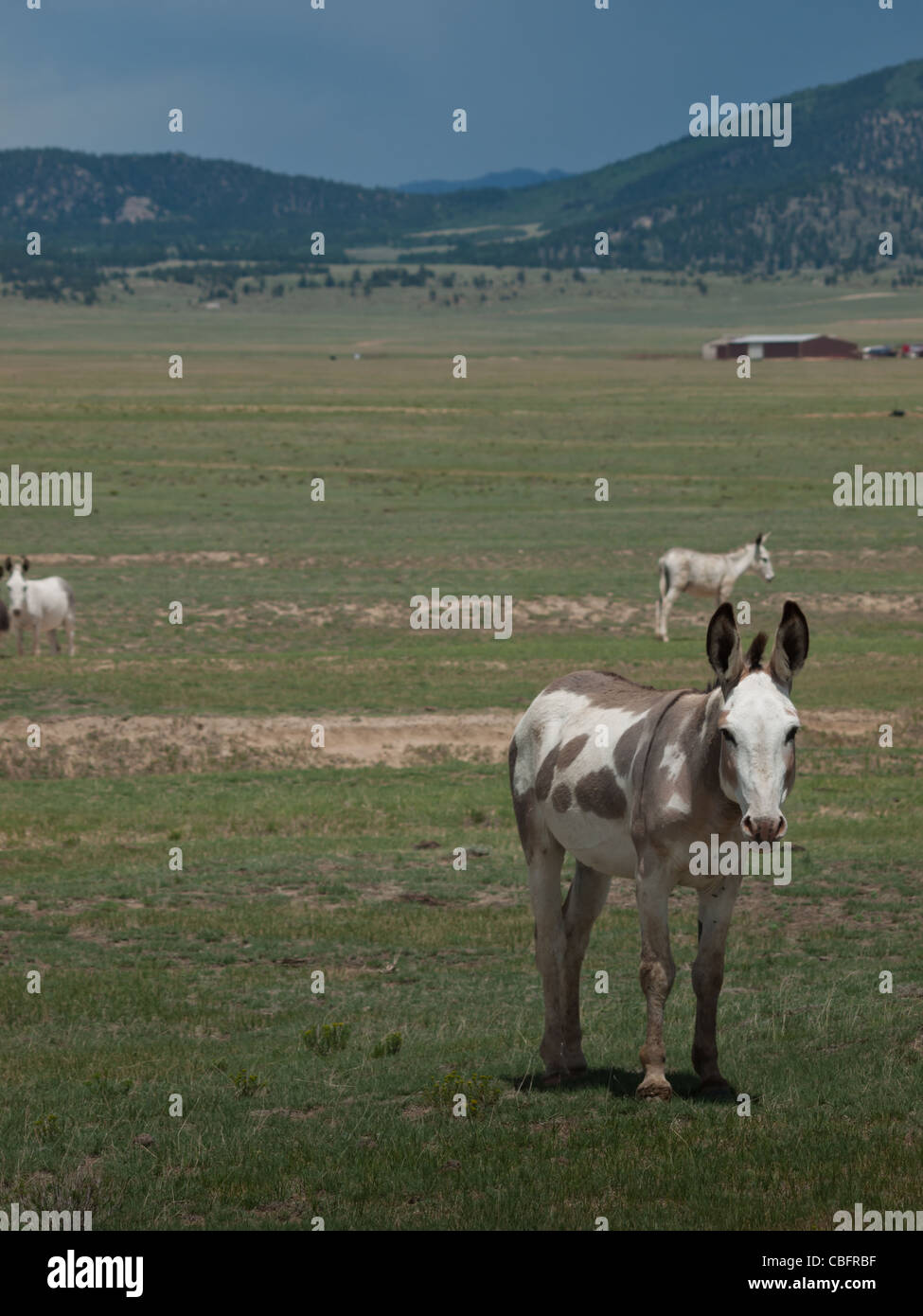 Wild donkey near the Spinney Reservoir, Colorado Stock Photo - Alamy