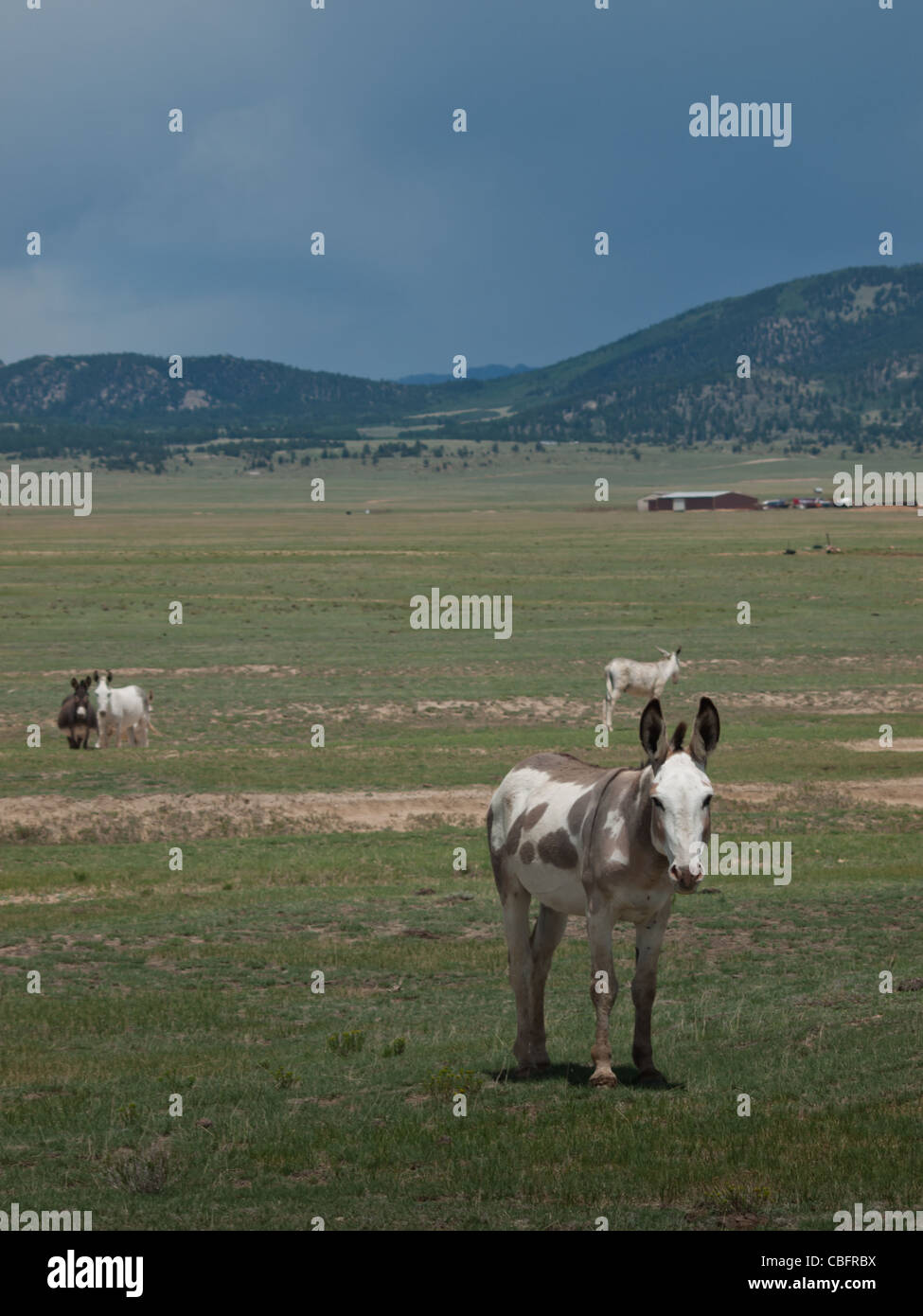 Wild donkey near the Spinney Reservoir, Colorado Stock Photo - Alamy